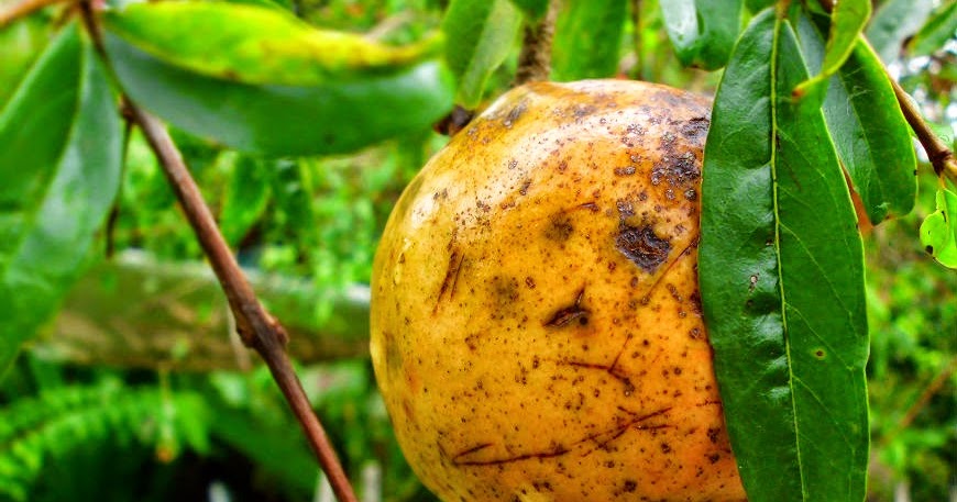 🍋 Pomegranate Fruit AKA Granada Fruit - My First Time In Marinduque ...